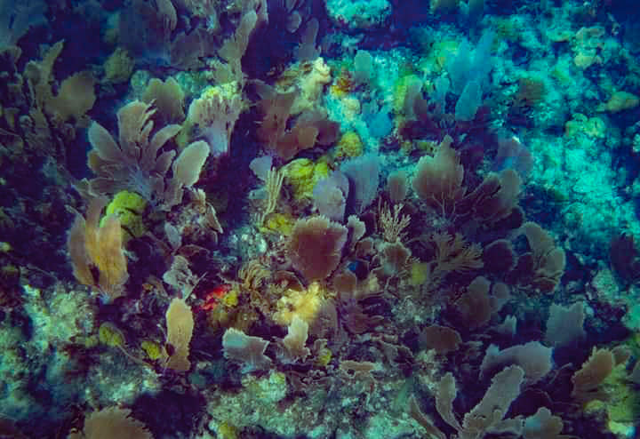 AlgaGen Offers Direct Sales - AlgaGen Direct